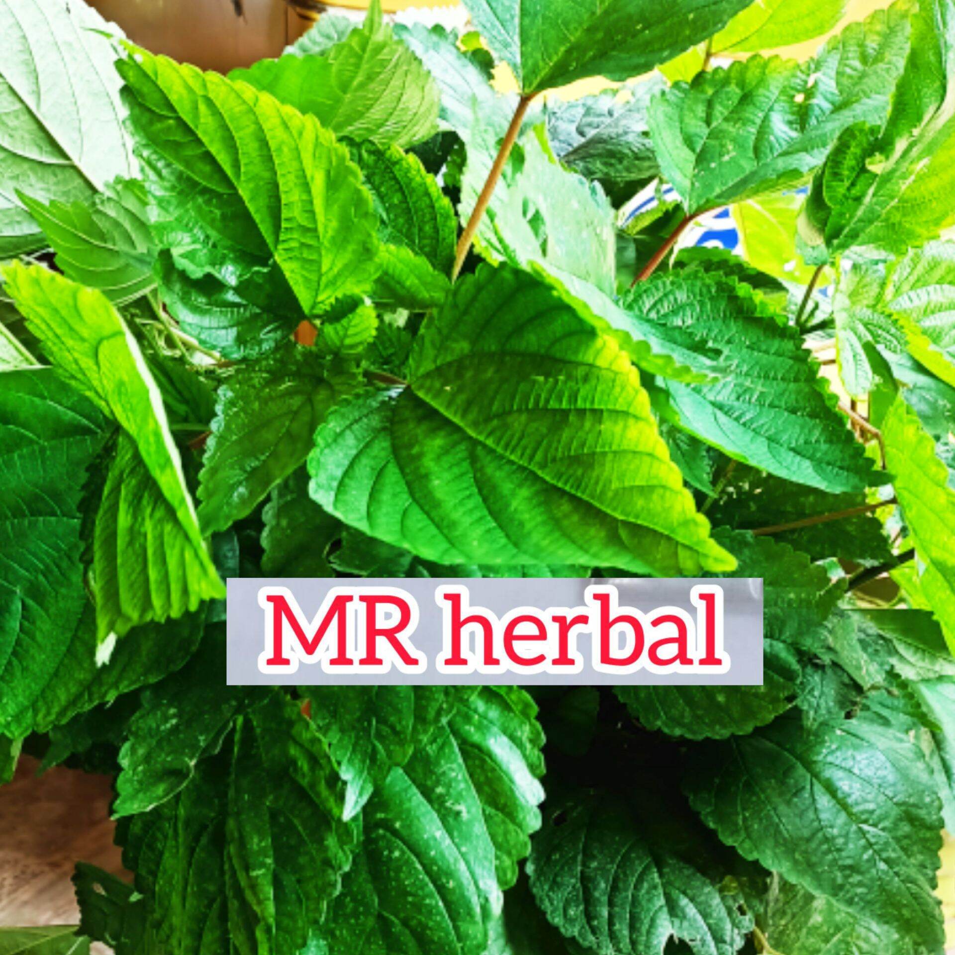 Daun jelatang atau daun gatal atau daun pulus per 300 gram | Lazada ...