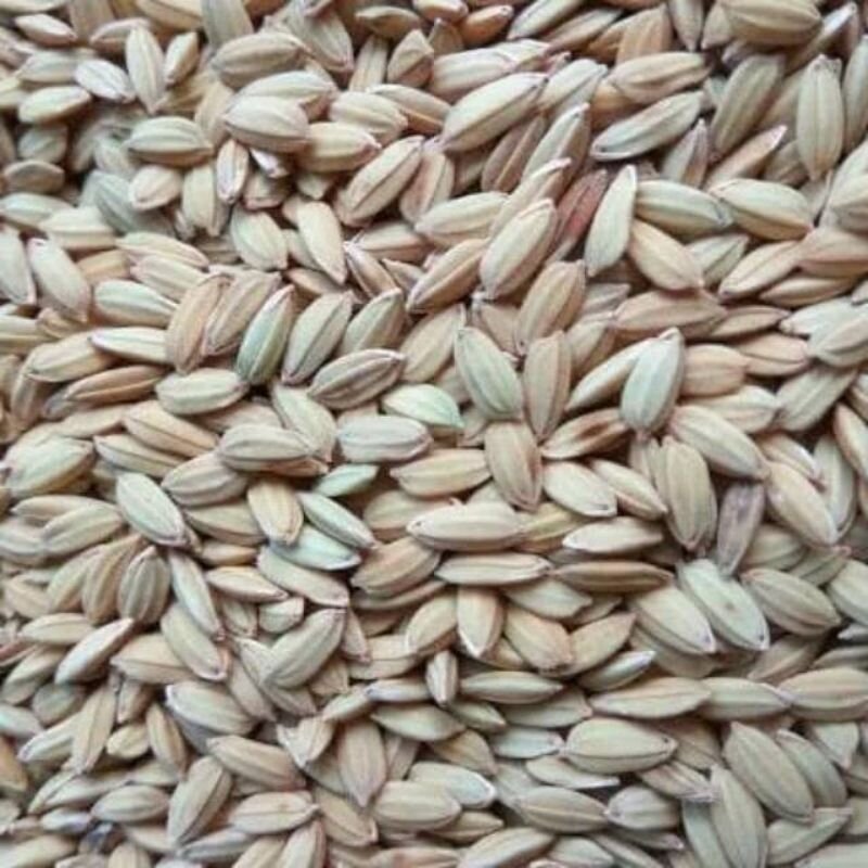 1KG BENIH PADI KETAN PUTIH GRENDEL SUPER JUMBO SIAP TANAM | Lazada ...
