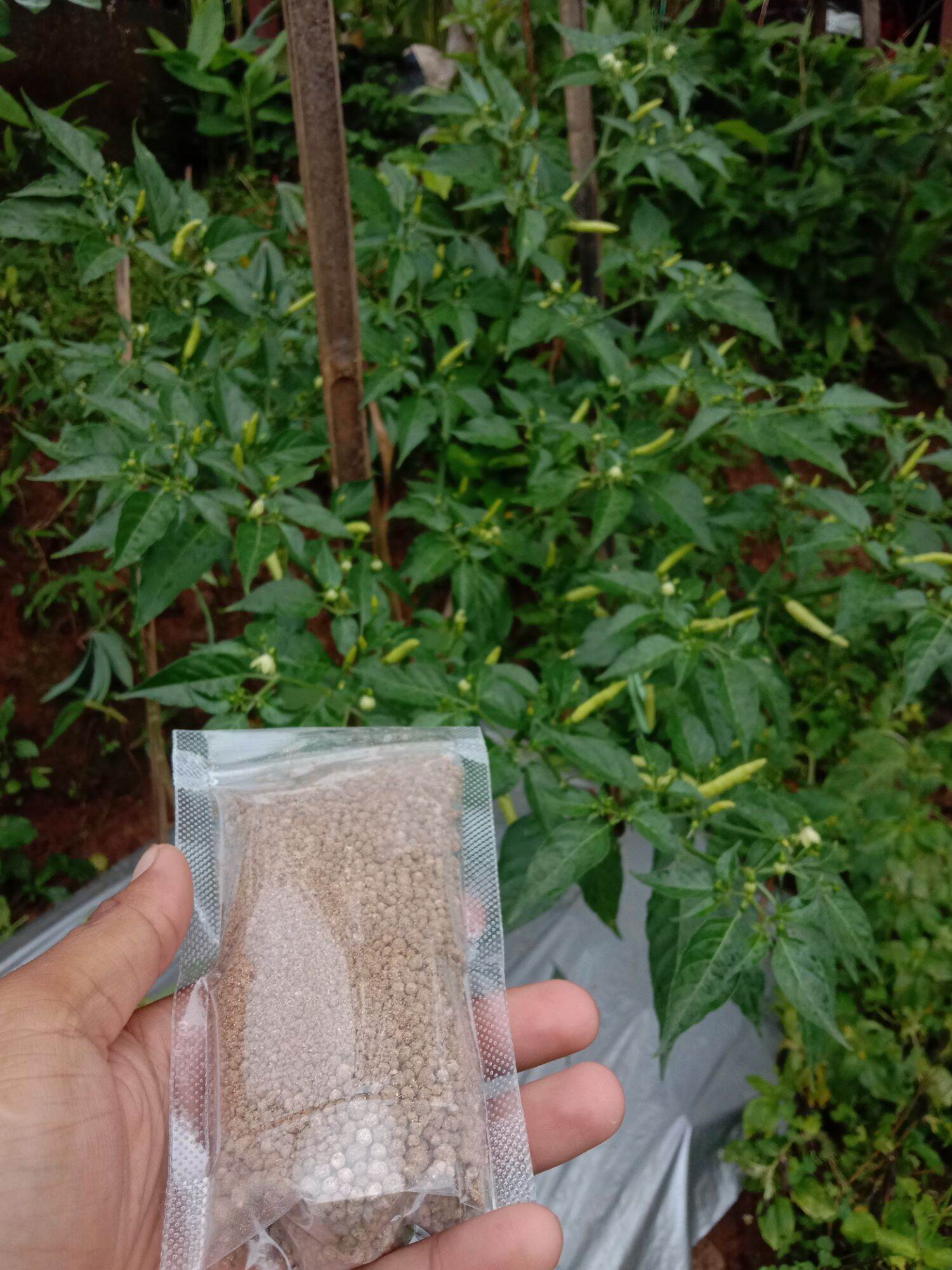 Pupuk Penyubur Daun Dan Buah / pupuk hayati padat / pupuk hayati cabe / pupuk hayati untuk cabe ...