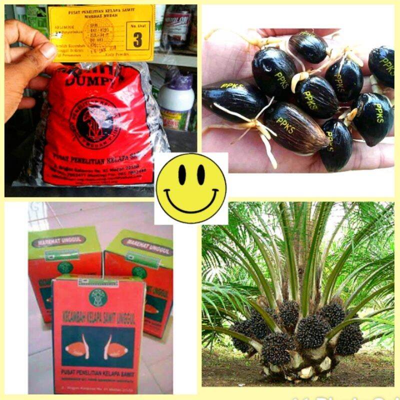 bibit benih kecambah sawit DXP PPKS varietas marihat DUMPY unggul ...