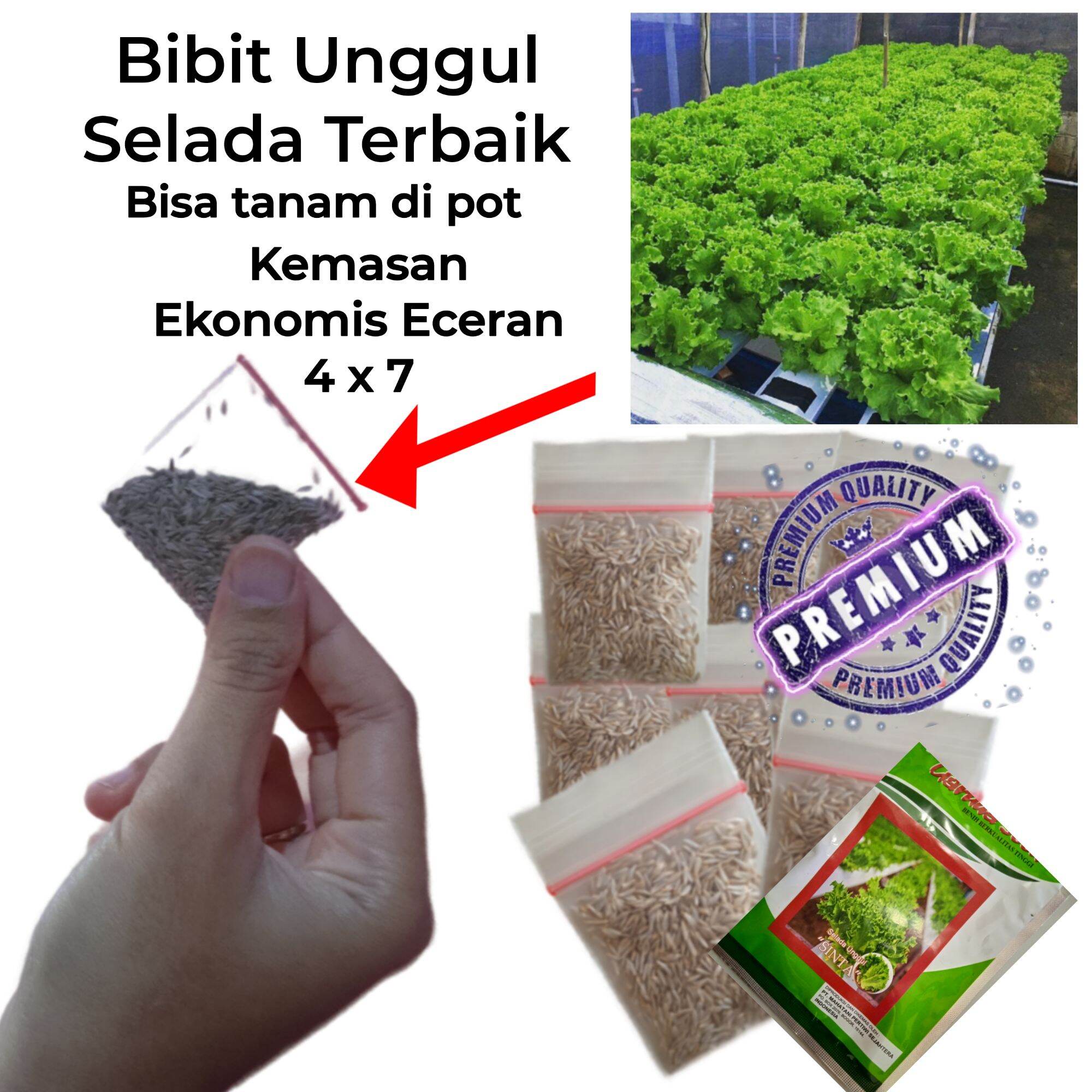 Bibit Selada Unggul Premium Kemasan Ekonomis Eceran Top-Intan Flora ...
