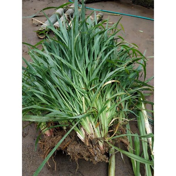 Benih rumput sataria, bibit setaria, satria 10 kg | Lazada Indonesia