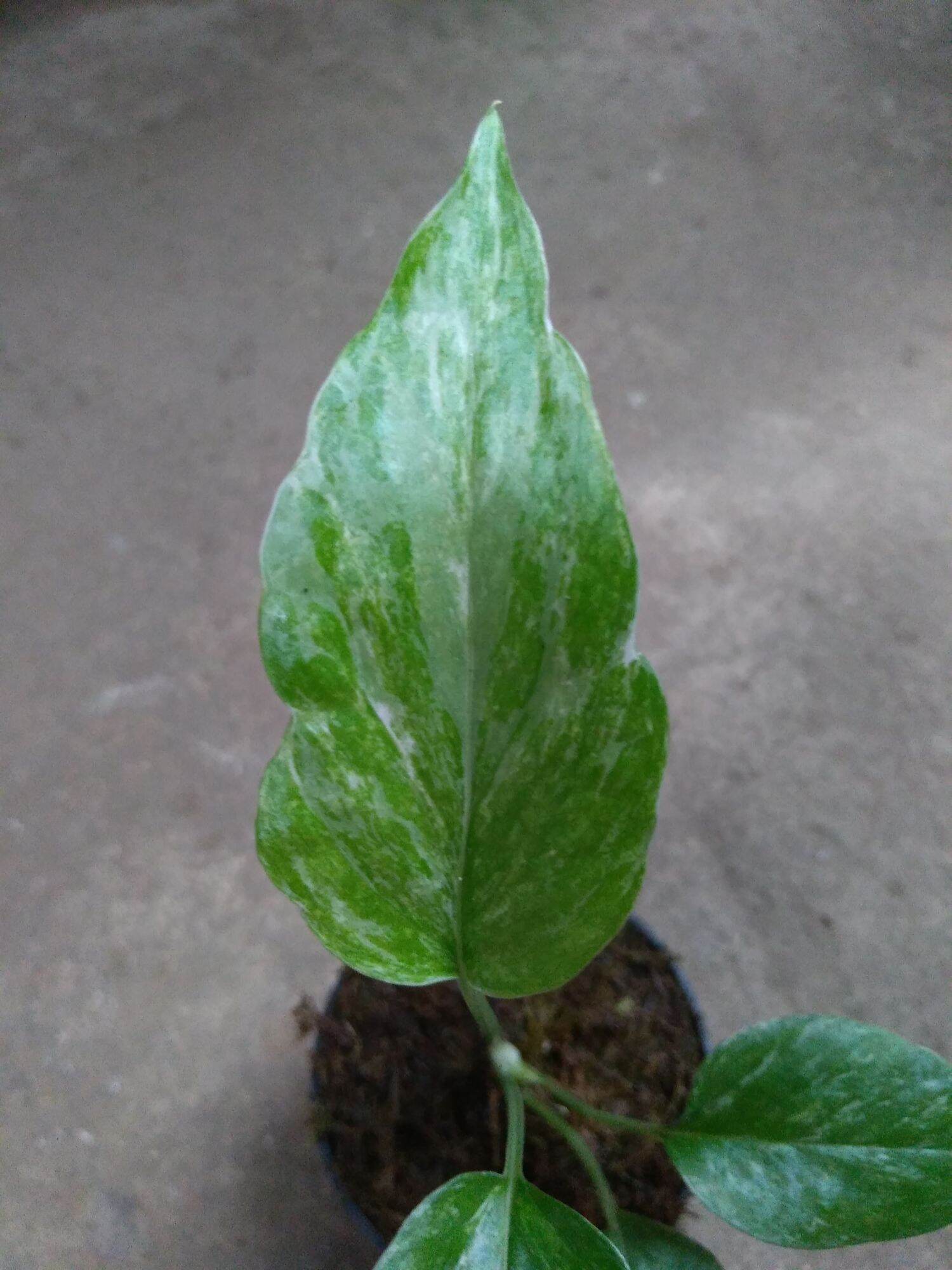 epipremnum silver/epipremnum bagong/epipremnum SP Merapi | Lazada Indonesia