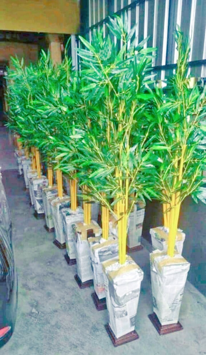 bambu kuning bibit bambu kuning penangkal setan termurah bibit unggul ...