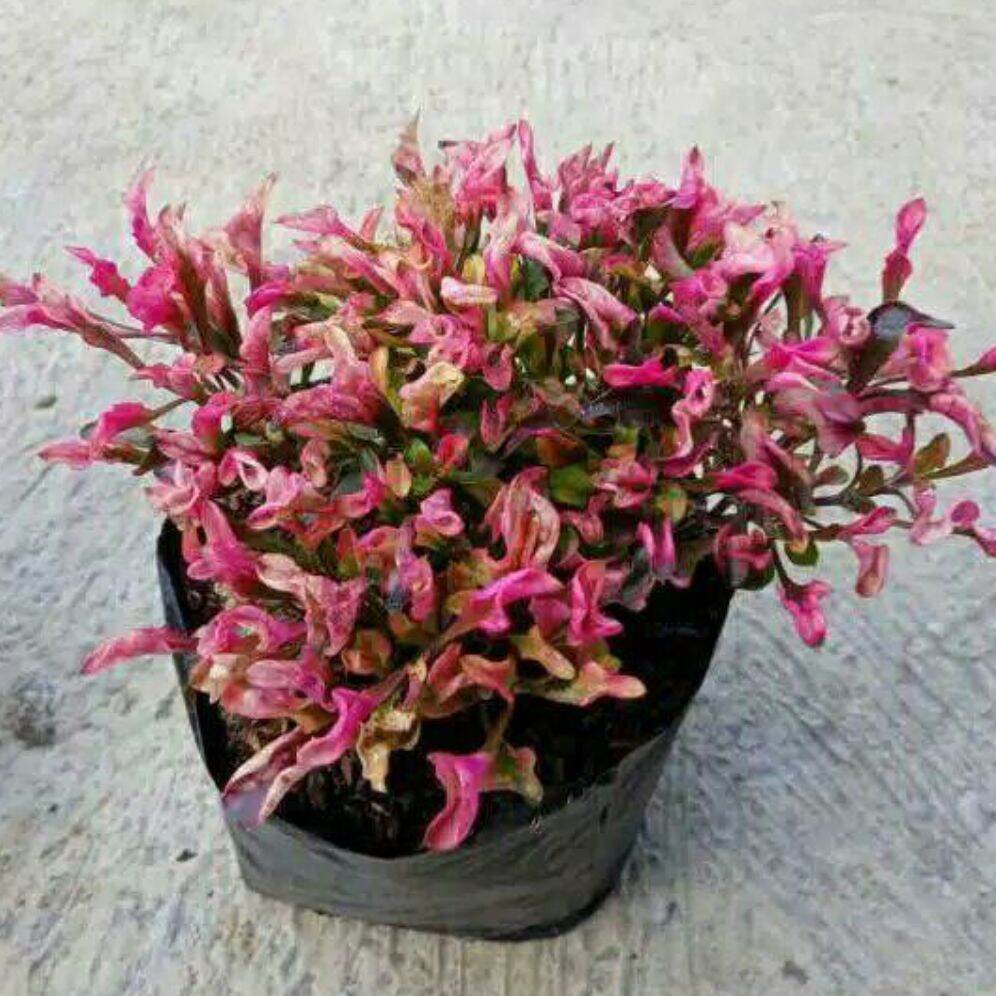 TANAMAN HIAS KROKOT MERAH | Lazada Indonesia