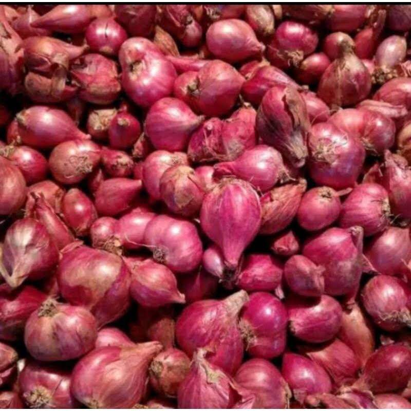 20 BUTIR BENIH BAWANG MERAH UNGGUL | Lazada Indonesia