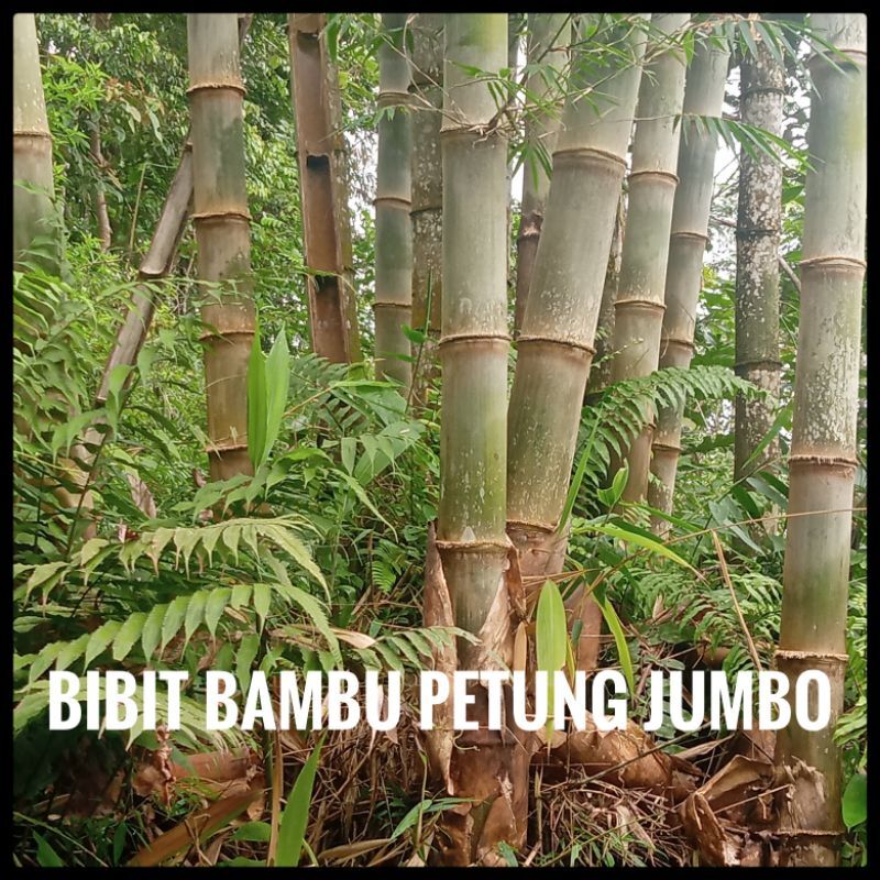 bibit bambu bitung atau betung | Lazada Indonesia