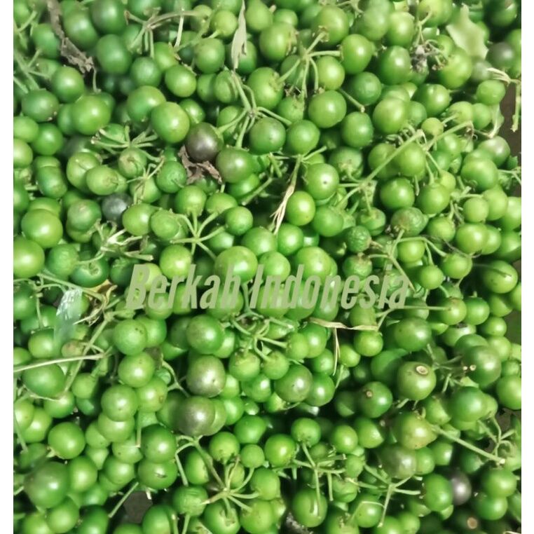 Lencak atau Leuncak Ranti 500 gram | Lazada Indonesia