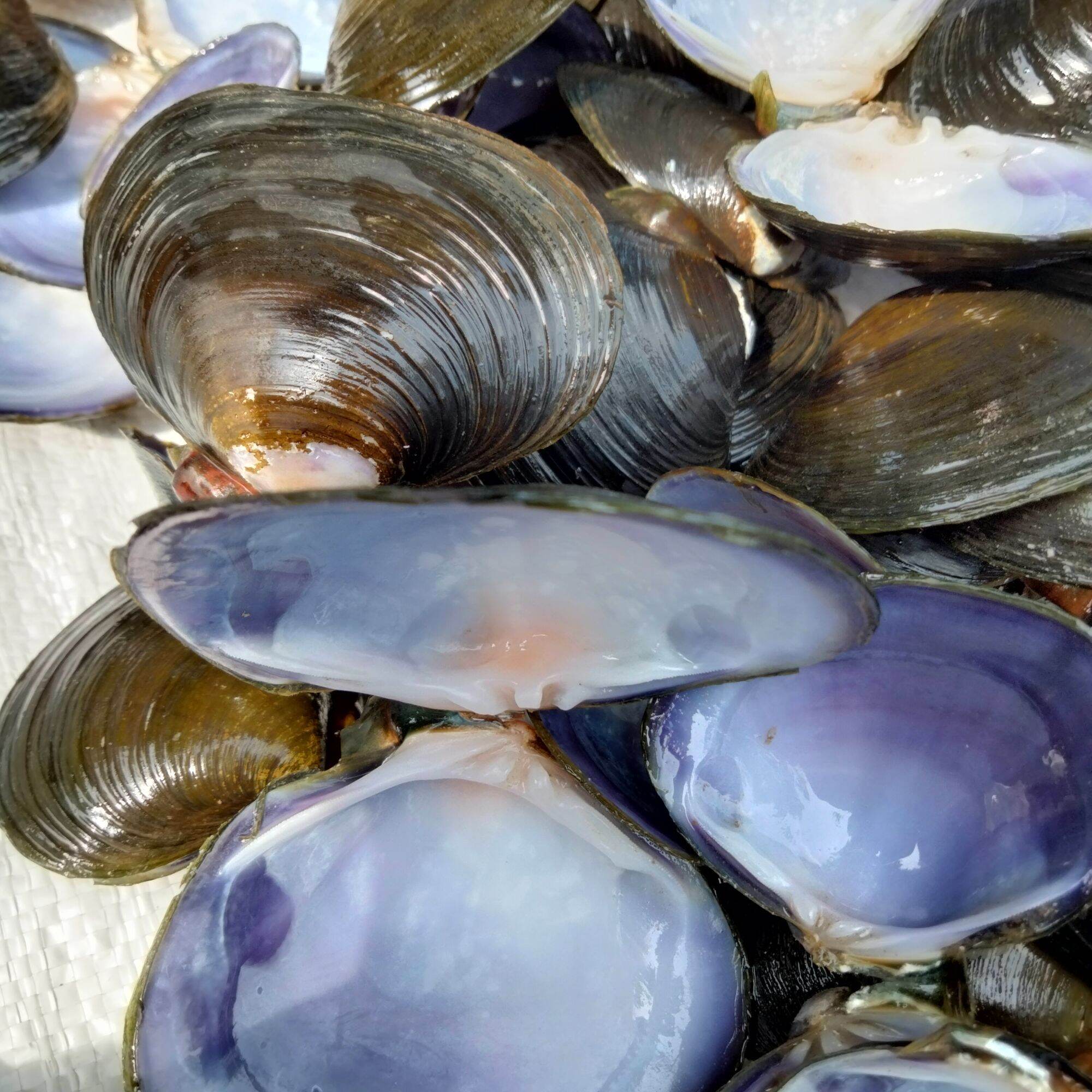 Kulit Kerang Toe Media Penjernih Air Kolam | Kerang Toe Shell Juga Bisa ...