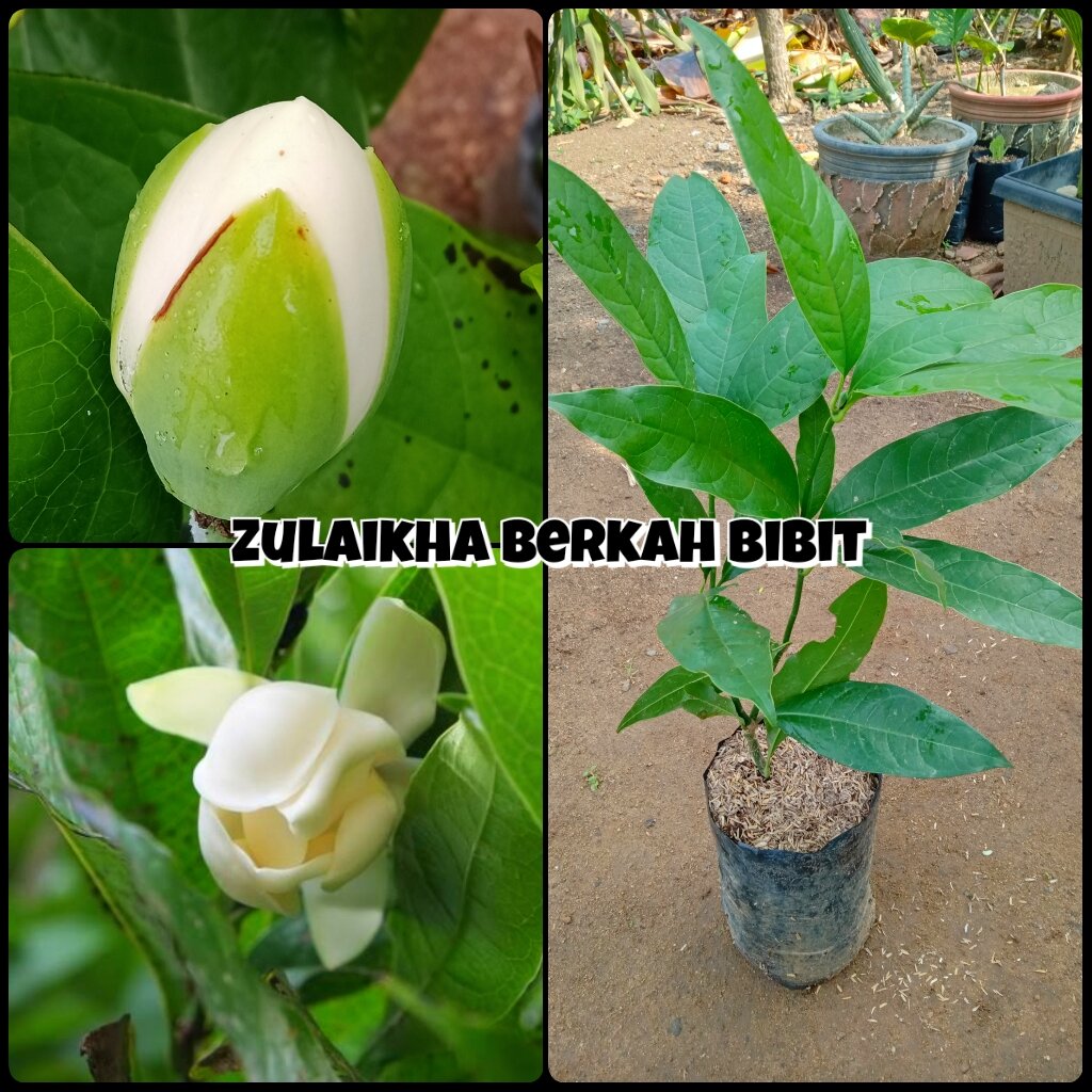 tanaman hias bunga cempaka telur putih | Lazada Indonesia