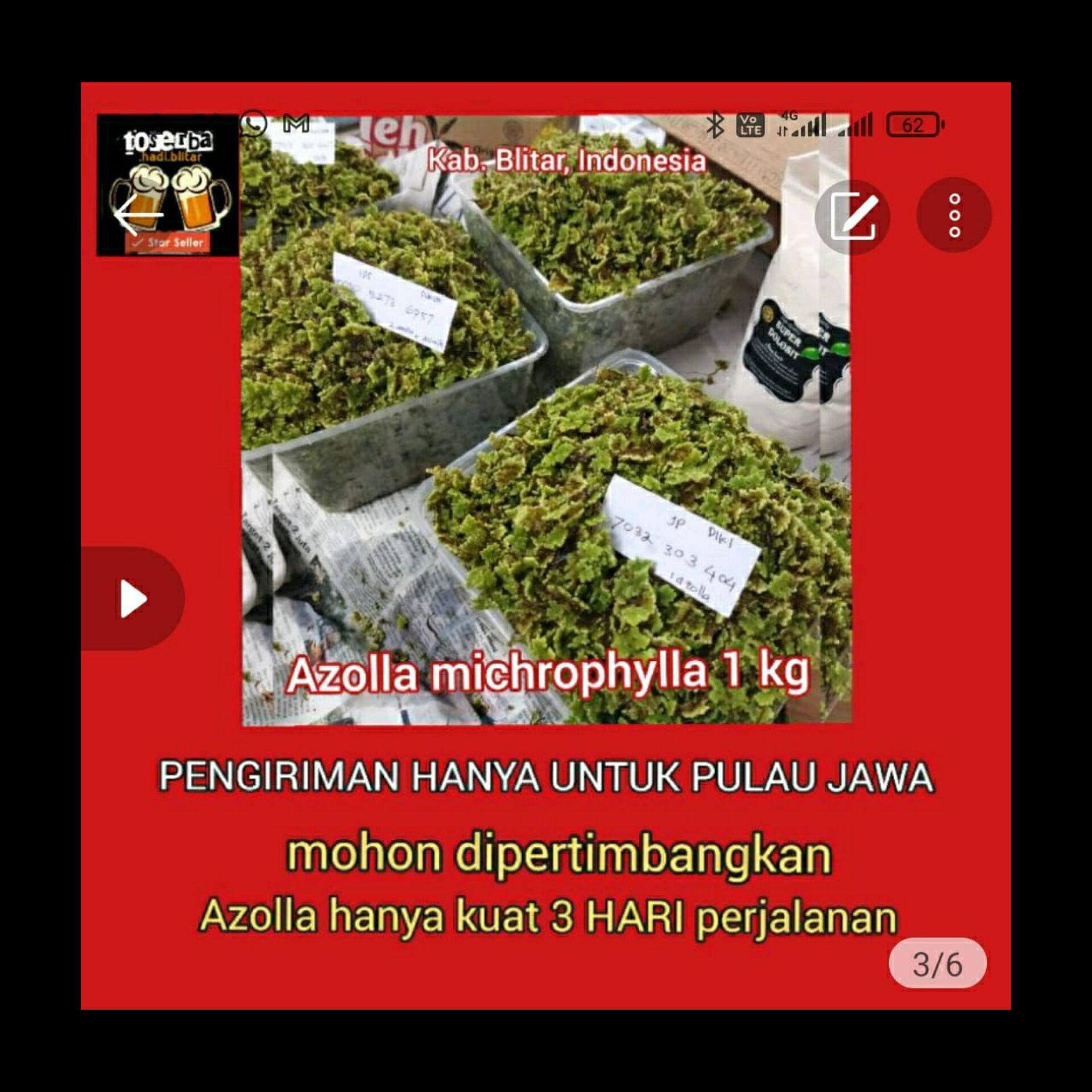 azolla microphylla 1kg, bibit azolla microphylla, azolla tanaman ...