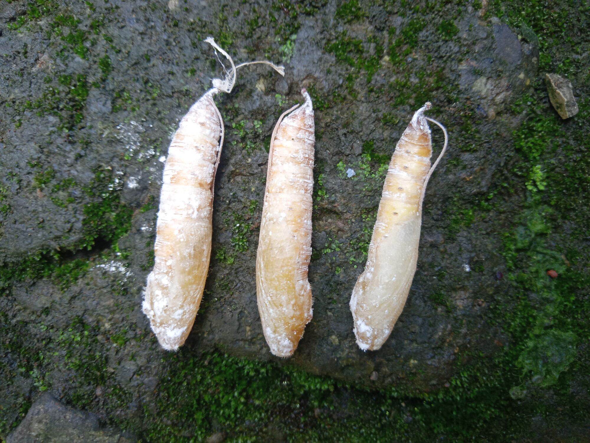 40 umpan mancing ikan bawal+kepompong daun pisang+entung daun pisang ...