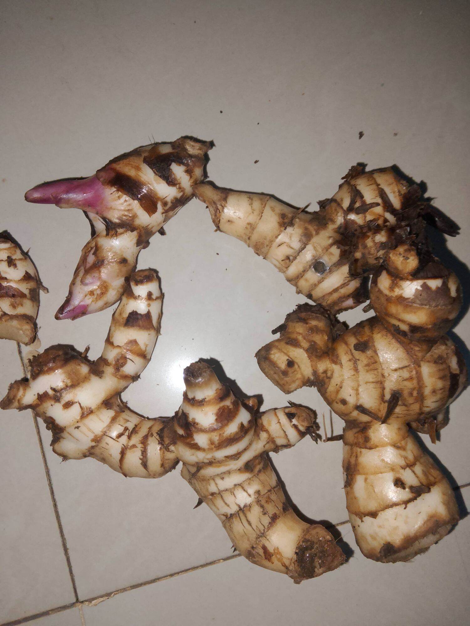 Umbi ganyol atau umbi ganyong segar 1kg | Lazada Indonesia