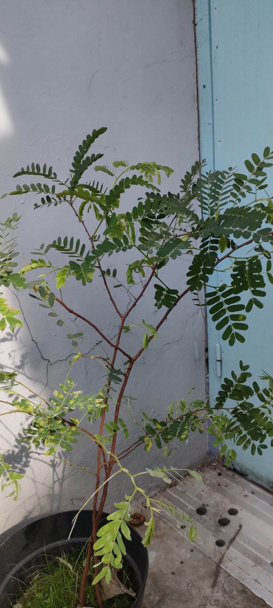 pohon asem Jawa bonsai tinggi 50 cm Sehat | Lazada Indonesia