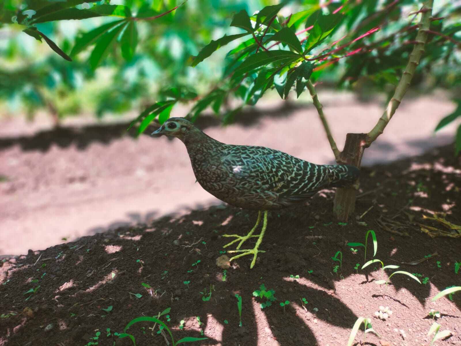 Pikat Ayam Hutan Hijau