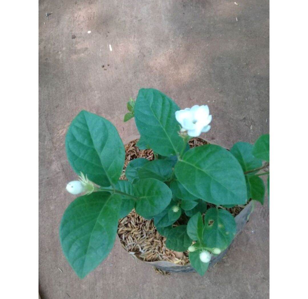 tanaman melati wangi | Lazada Indonesia