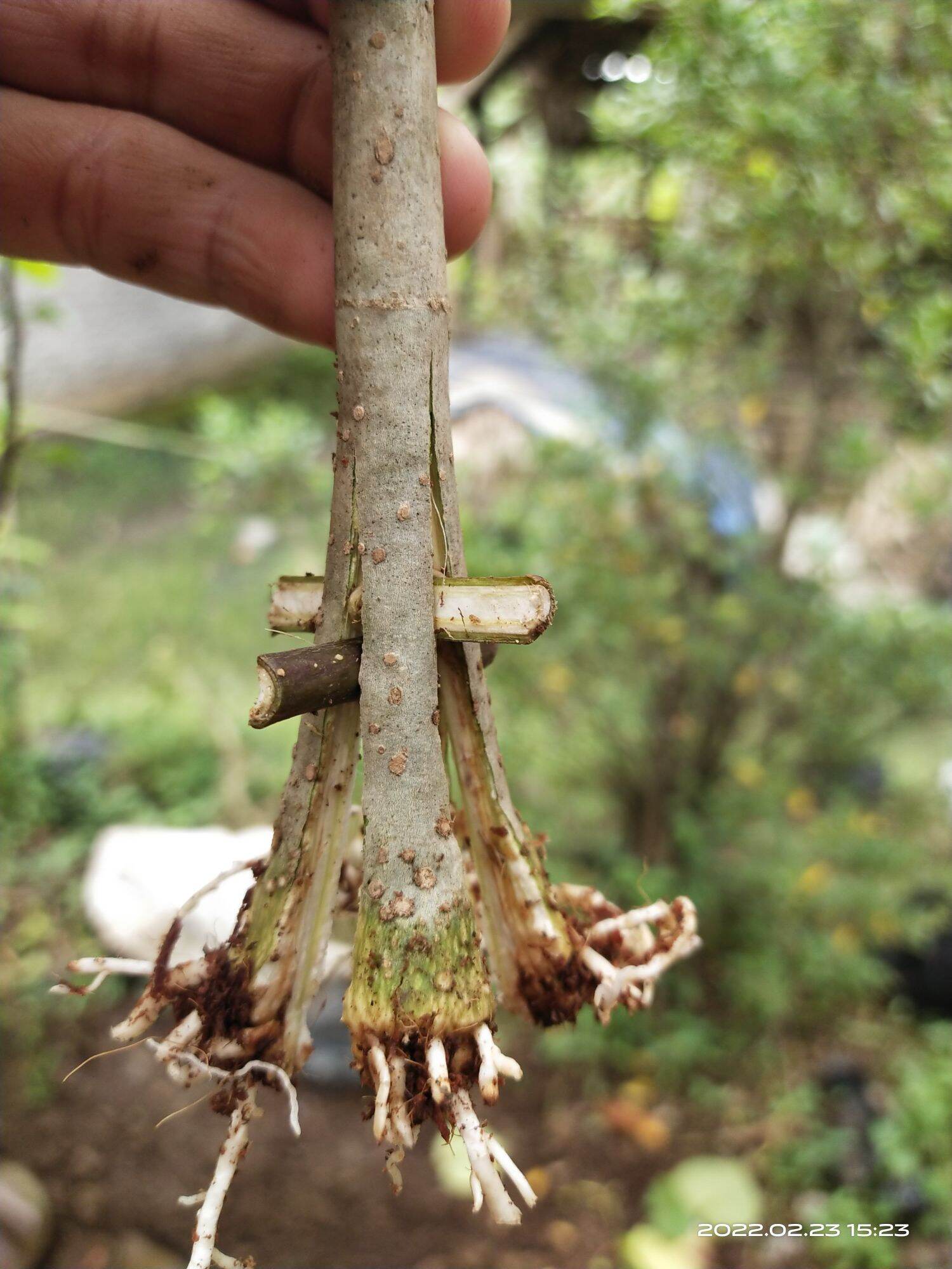 Waru india program akar pecah batang | Lazada Indonesia