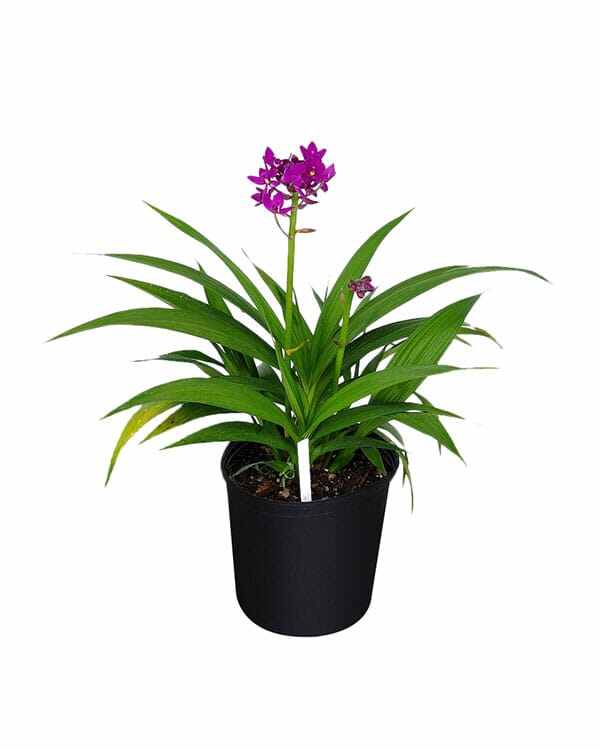 tanaman hidup ankrek tanah bunga unggu | Lazada Indonesia