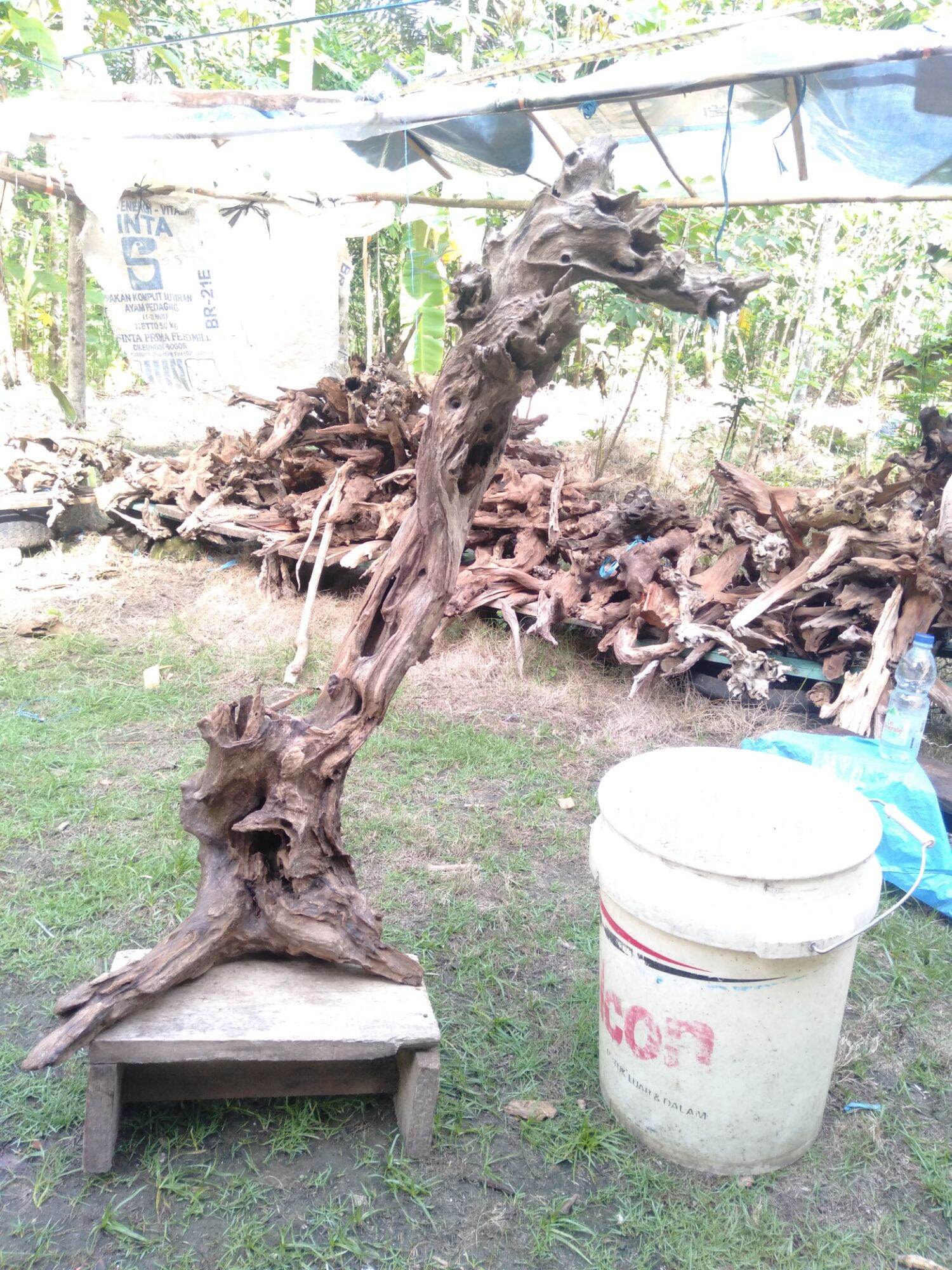 kayu rentek / kayu akuarium / kayu aquascep | Lazada Indonesia