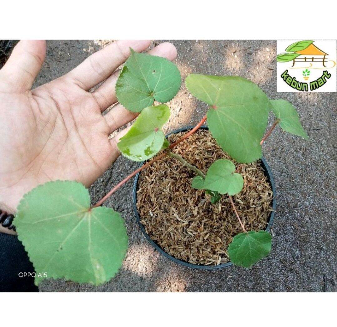 tanaman waru brazil | Lazada Indonesia