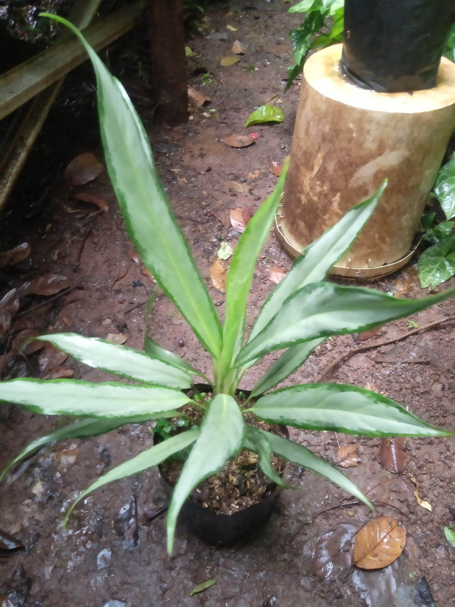 pohon Sri rejeki pedang silver | Lazada Indonesia