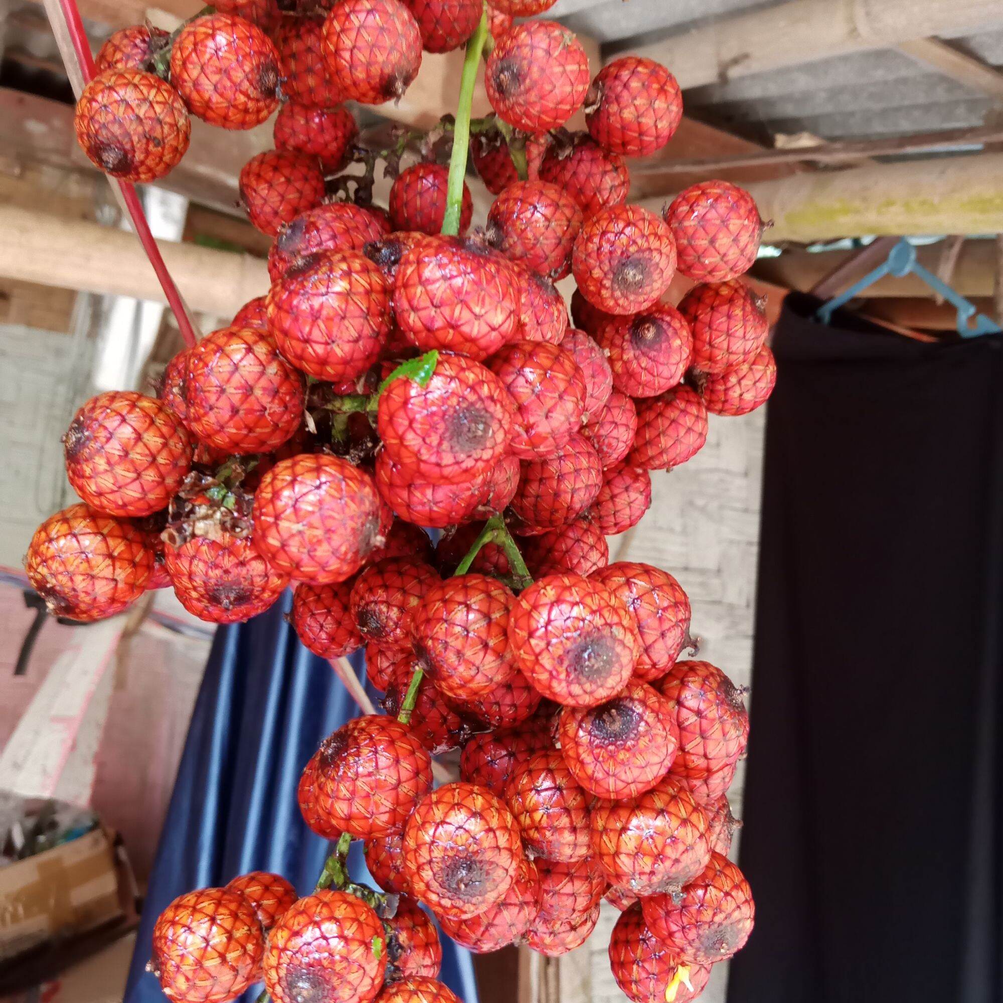 BUAH ROTAN MERAH/kg | Lazada Indonesia