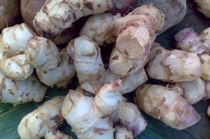 UMBI GANONG UMBI GANYOL SEGAR 1kg | Lazada Indonesia