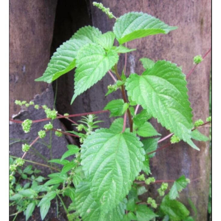 Daun jelatang segar,daun pulus,daun gatal 100 gram | Lazada Indonesia