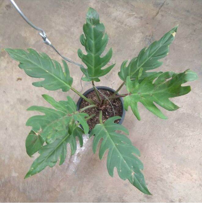 philodendron pinnatifidum | Lazada Indonesia