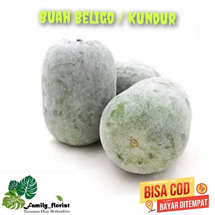 Buah Kundur Bligo/Buah Kundur/Buah Beligo 2.5 Kg Fresh Baru di Petik ...