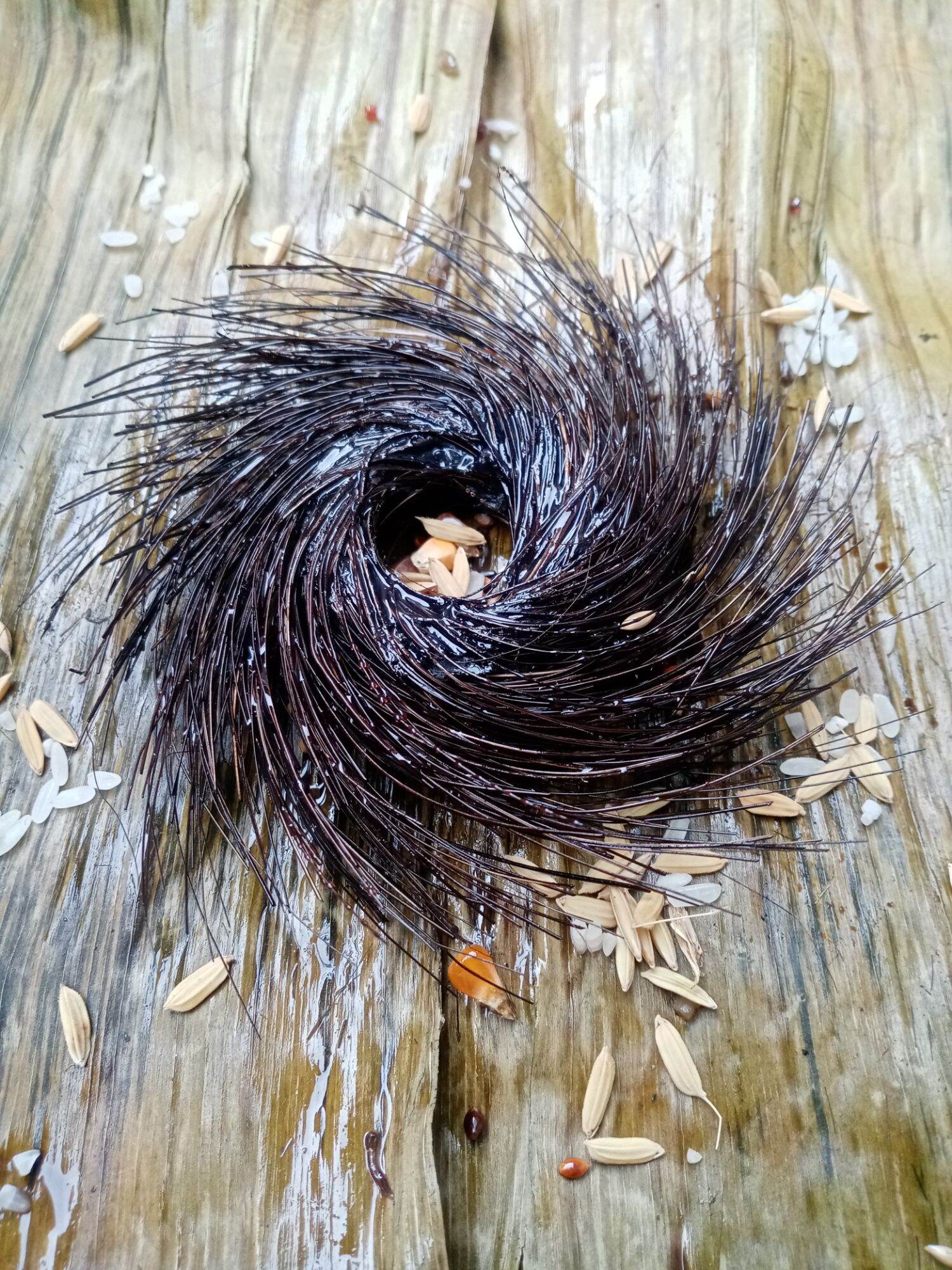 Samban /Rantai Babi | Lazada Indonesia