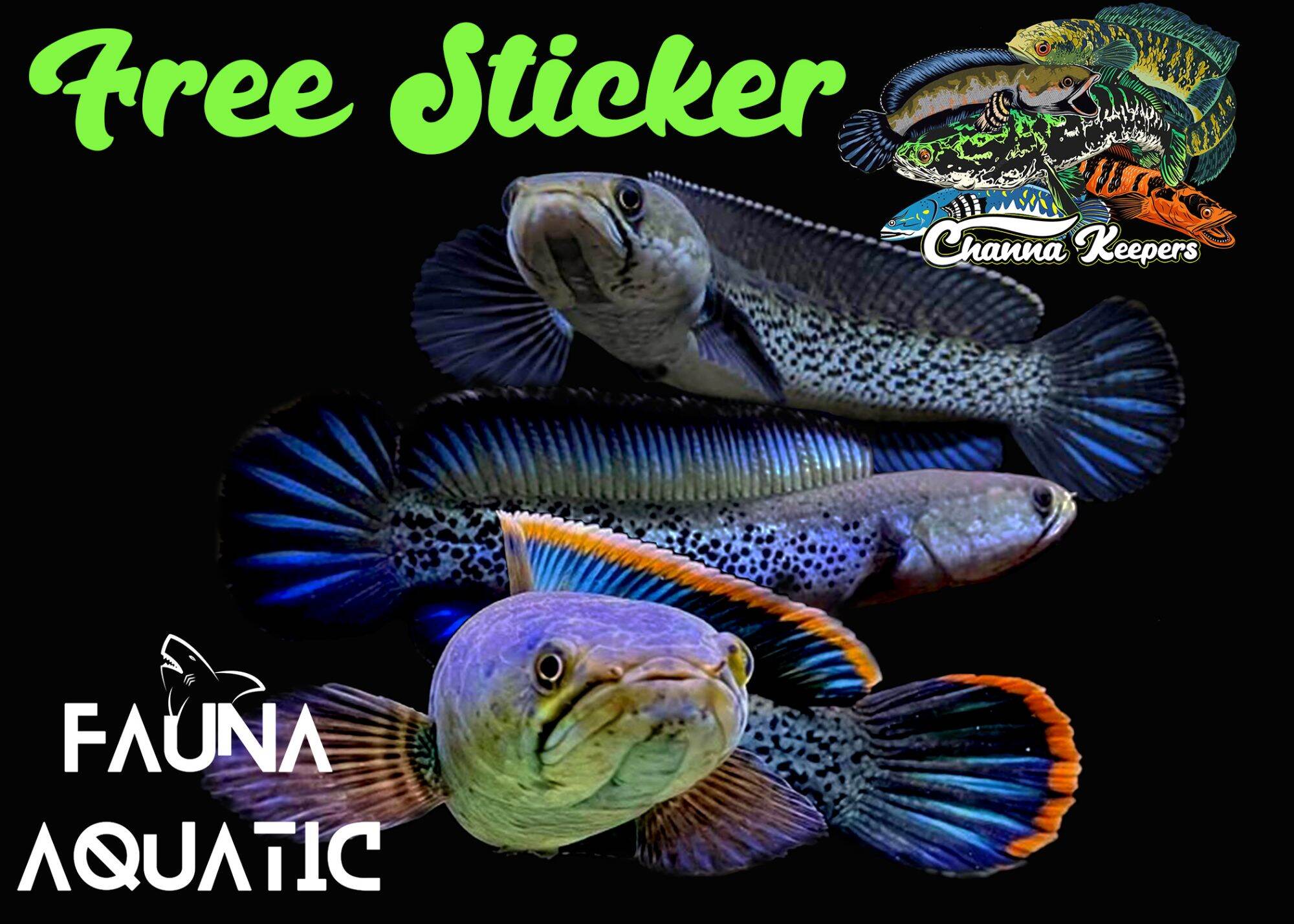 Channa Stewartii Premium Quality Free Sticker!!! | Lazada Indonesia