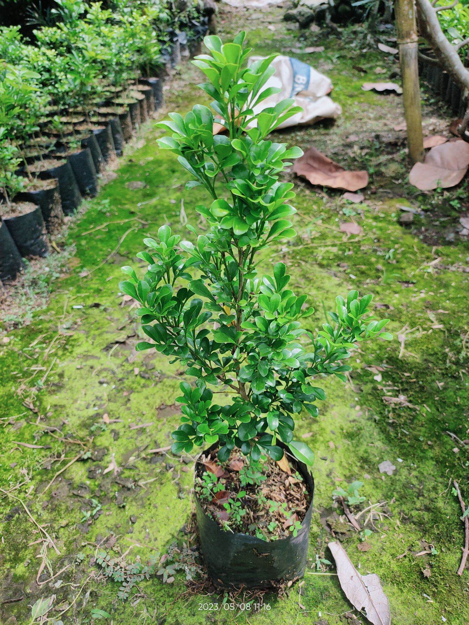 bibit tanaman hias bunga culan pacar cina atau kemuning cina pohon ...