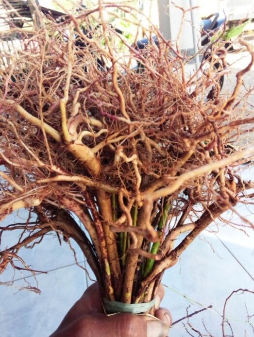 akar kayu senggani aquascape/10 btng | Lazada Indonesia