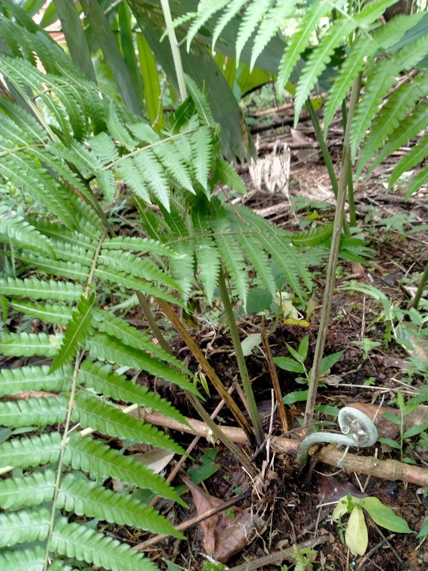 tanaman pakis hutan | Lazada Indonesia