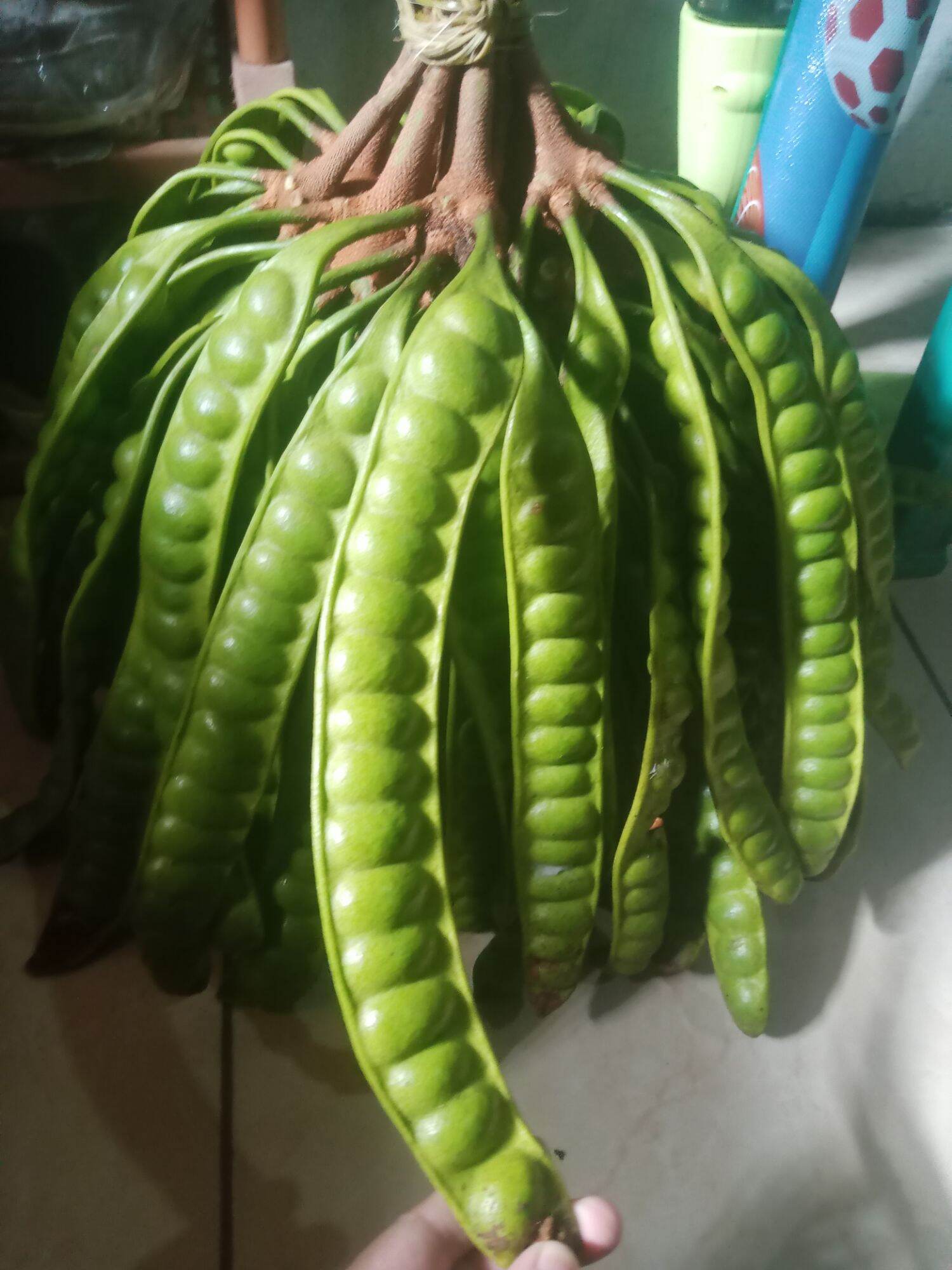 petai super tua dan fresh isi 10 papan | Lazada Indonesia
