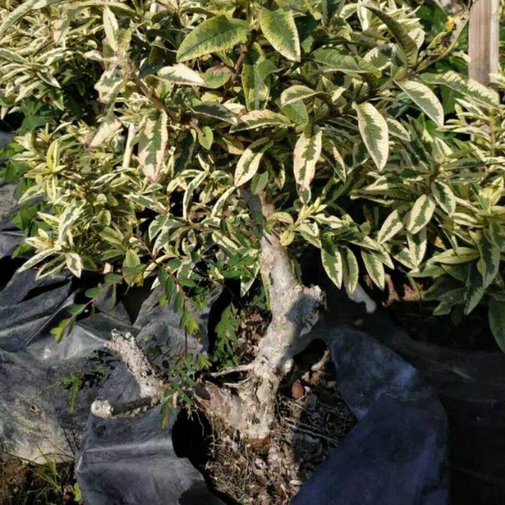 Bahan Bonsai Jambu Kerikil Variegata Rimbun Prospek | Lazada Indonesia