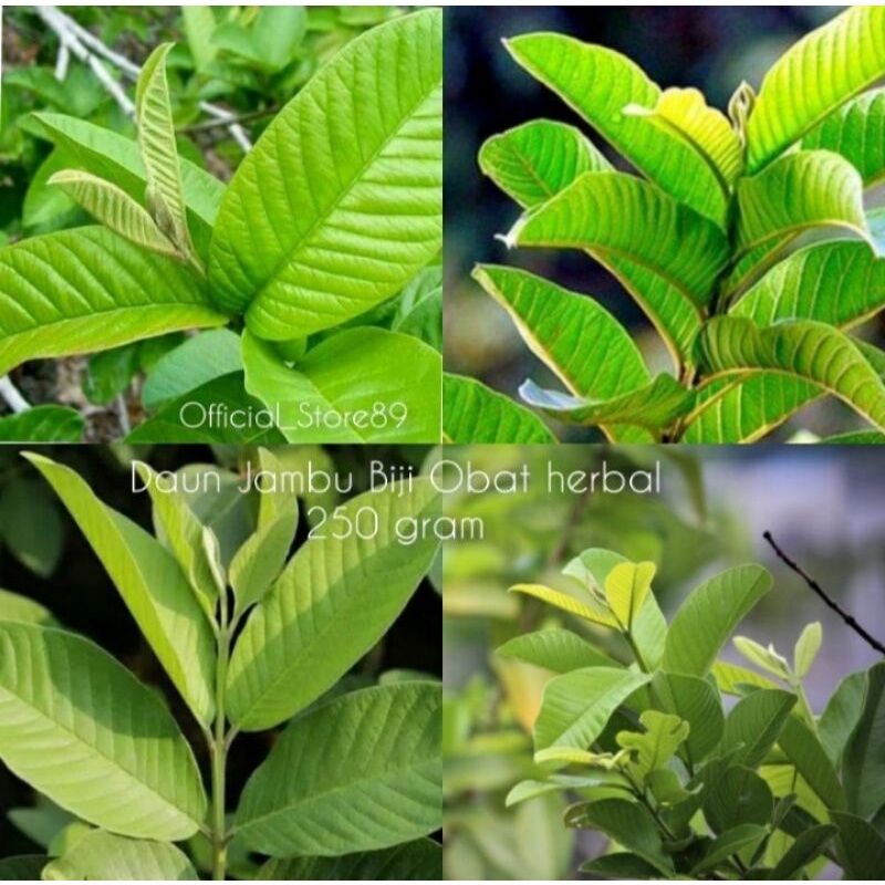 obat herbal pucuk daun jambu obat sakit perut lainnya 500gr | Lazada ...