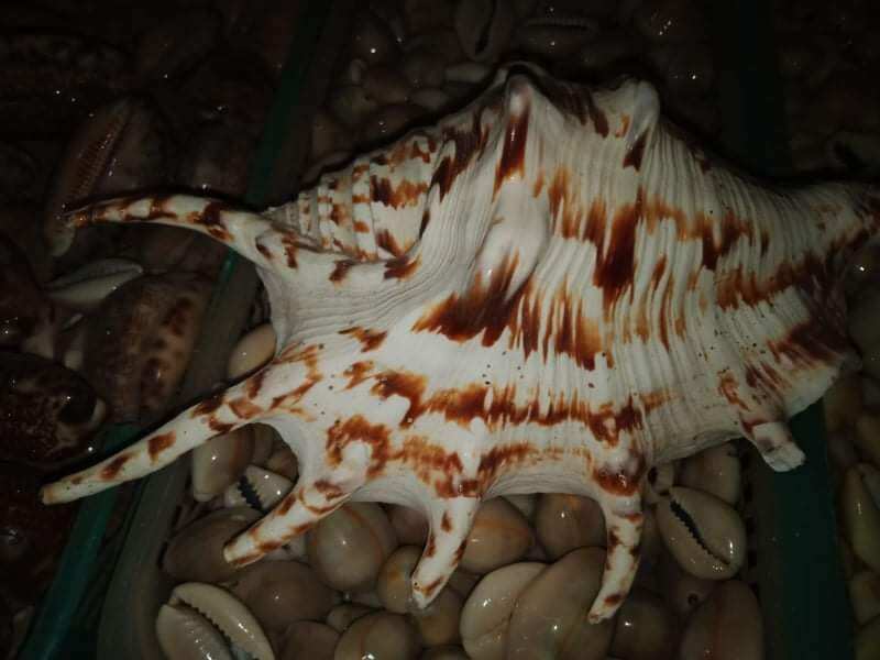 cangkang kerang corak macan | Lazada Indonesia