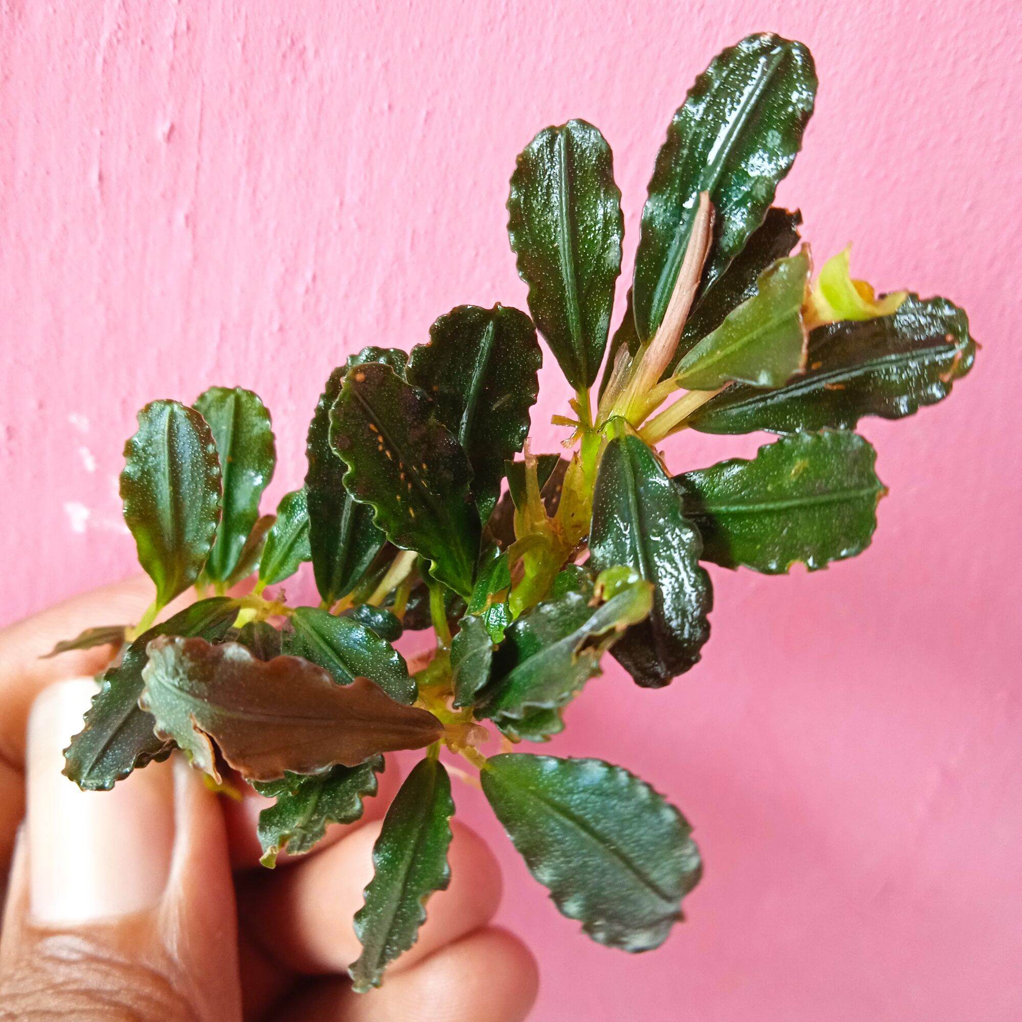 Bucephalandra Brownie Red Sword Tanaman Aquascape | Lazada Indonesia