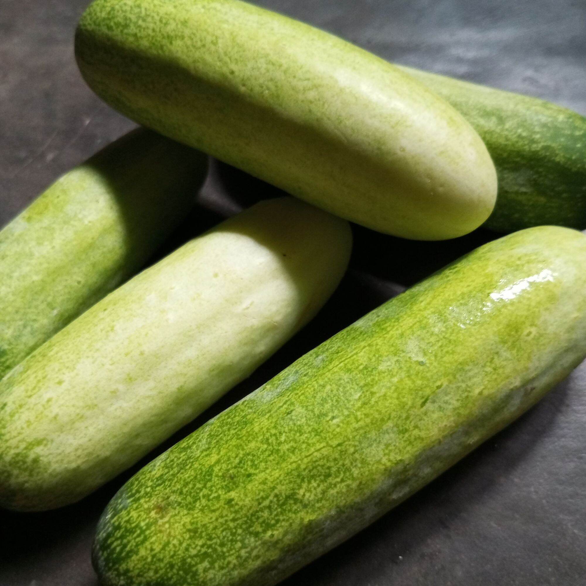 TIMUN/BONTENG SEGAR KHAS TANI ASLI DI TANAM SENDIRI BERAT 1 KG | Lazada ...