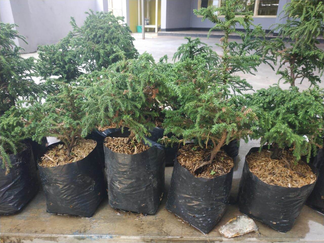 Bahan Bonsai Cemara Okaria Impor | Lazada Indonesia