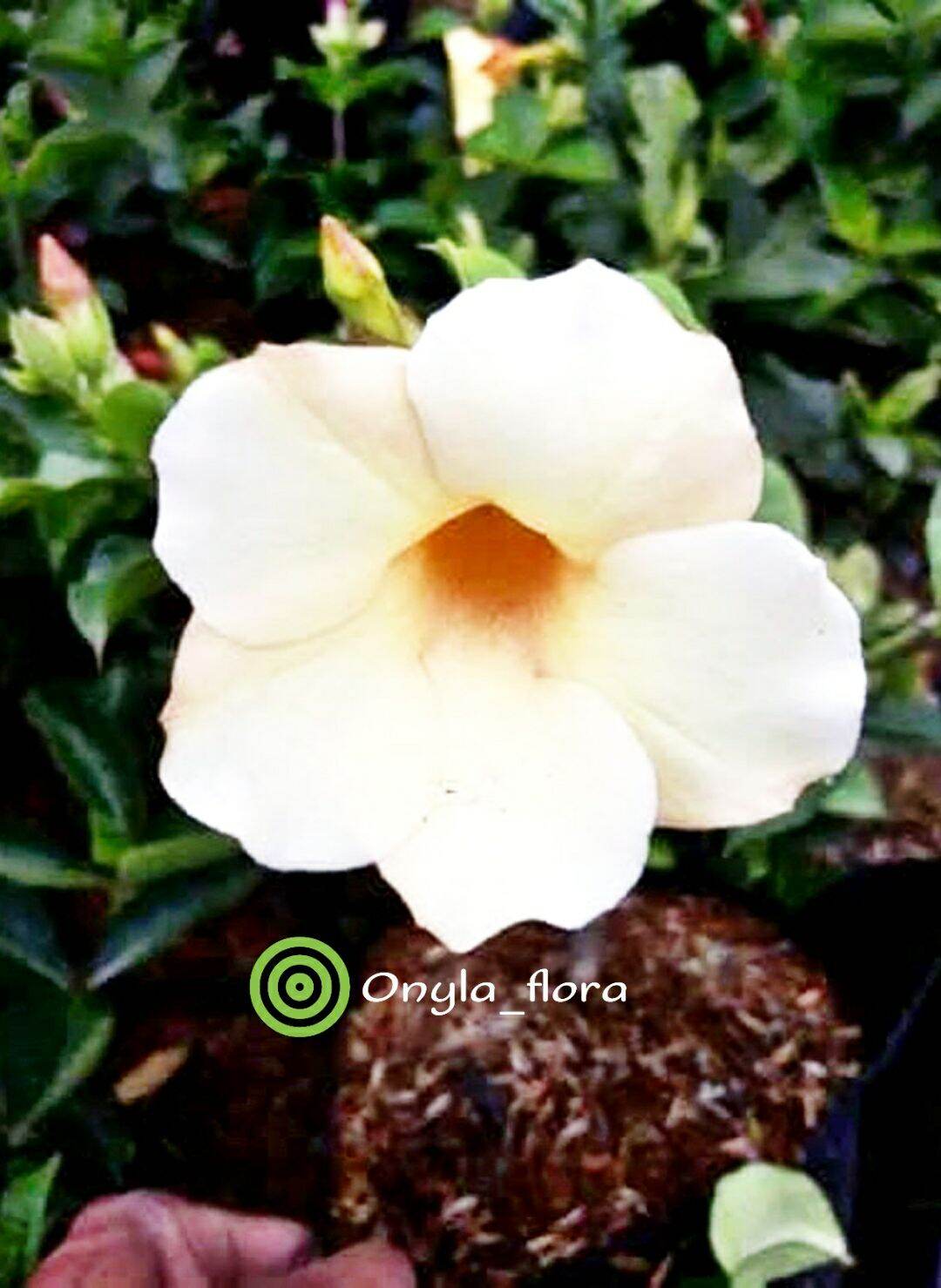 Bunga Alamanda mandevilla putih - tanaman hias bunga mandevilla white ...