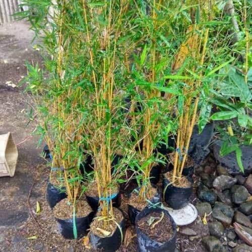 tanaman bambu kuning | Lazada Indonesia