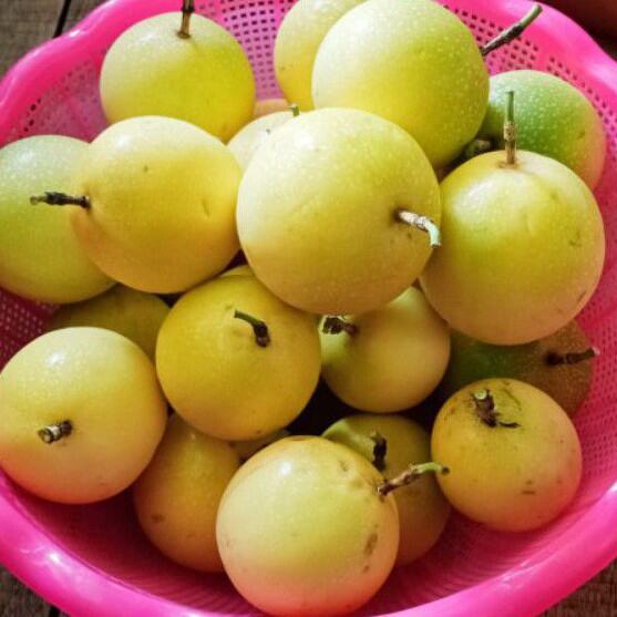 Buah markisa kuning segar 1kg | Lazada Indonesia