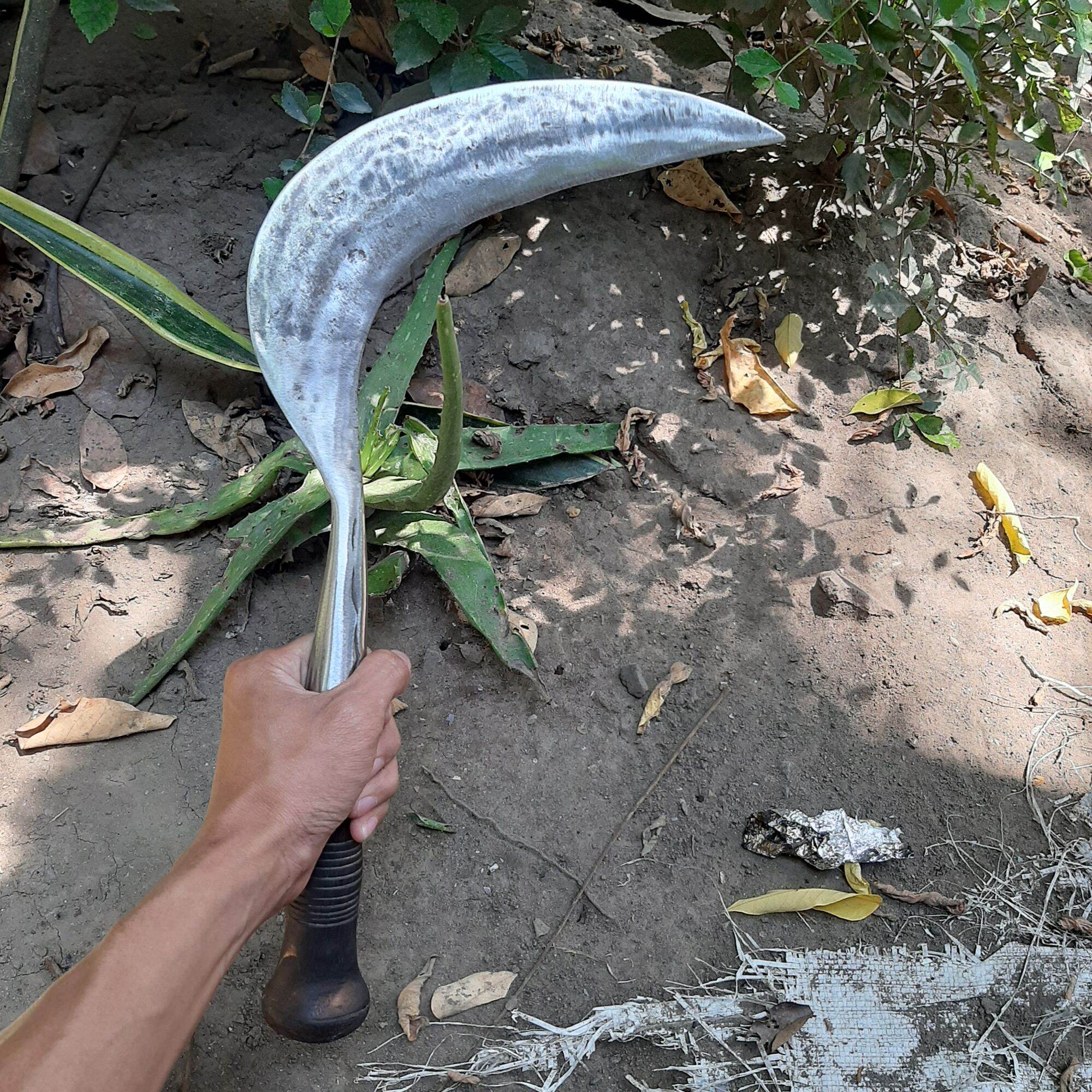 ARIT RUMPUT PADI ASLI BAJA TAJAM | Lazada Indonesia