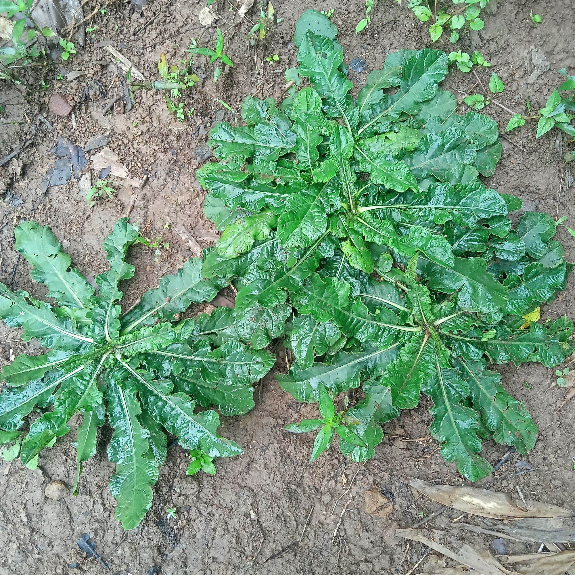 Tapak Liman Segar Bugar (Netto 250 Gram) Tanaman Liar Istimewa ...