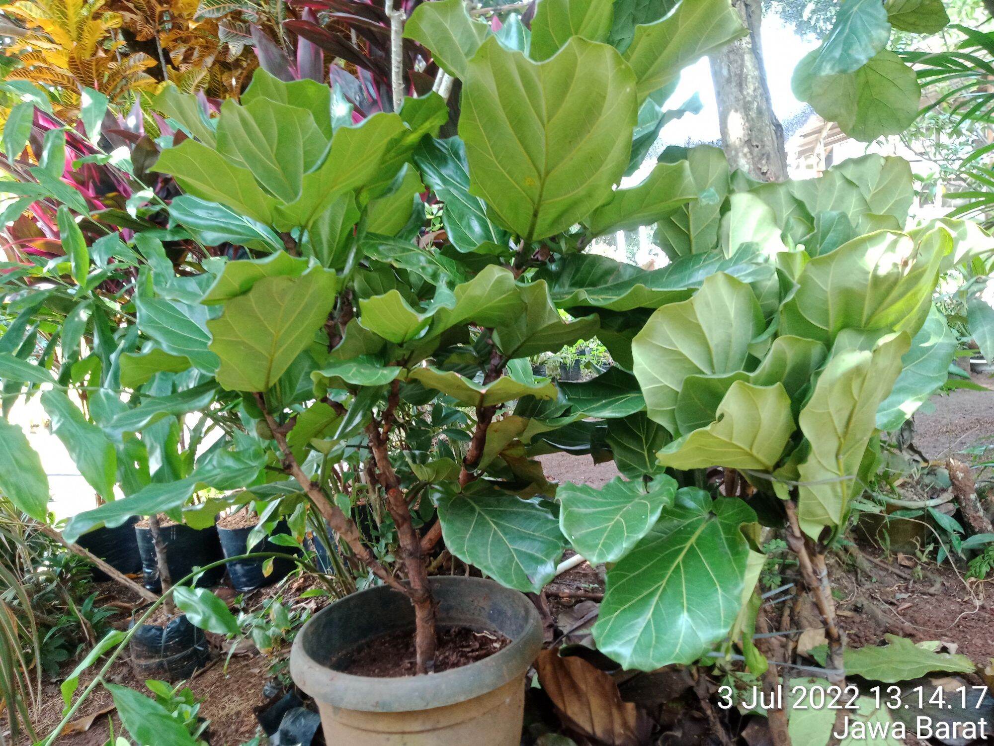 tanaman hias Ketapang biola cantik rimbun dan cantik. | Lazada Indonesia