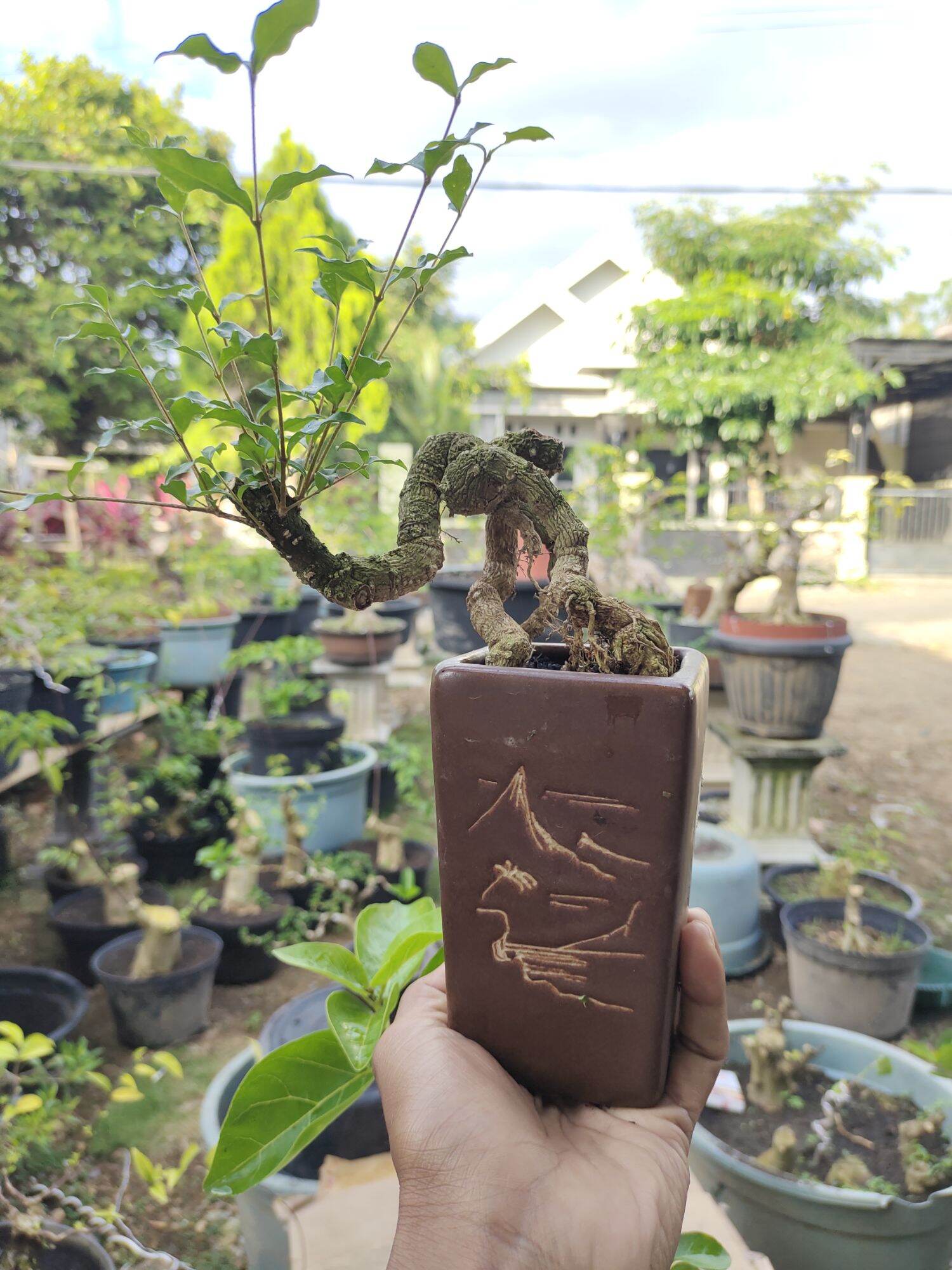 bonsai sakura micro | Lazada Indonesia