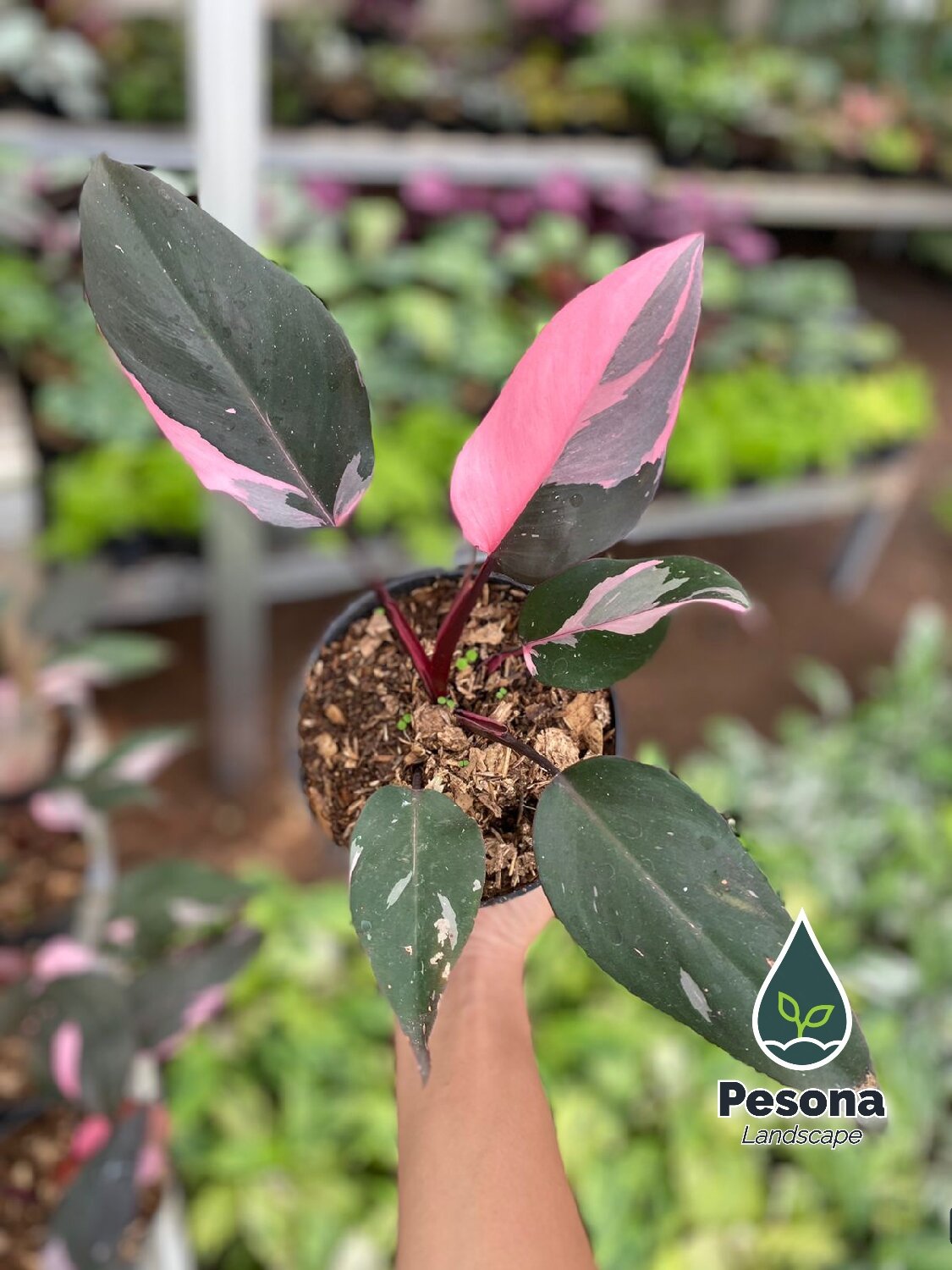 tanaman hias Philodendron pink princess / Philo pp - pink mewah tanaman ...